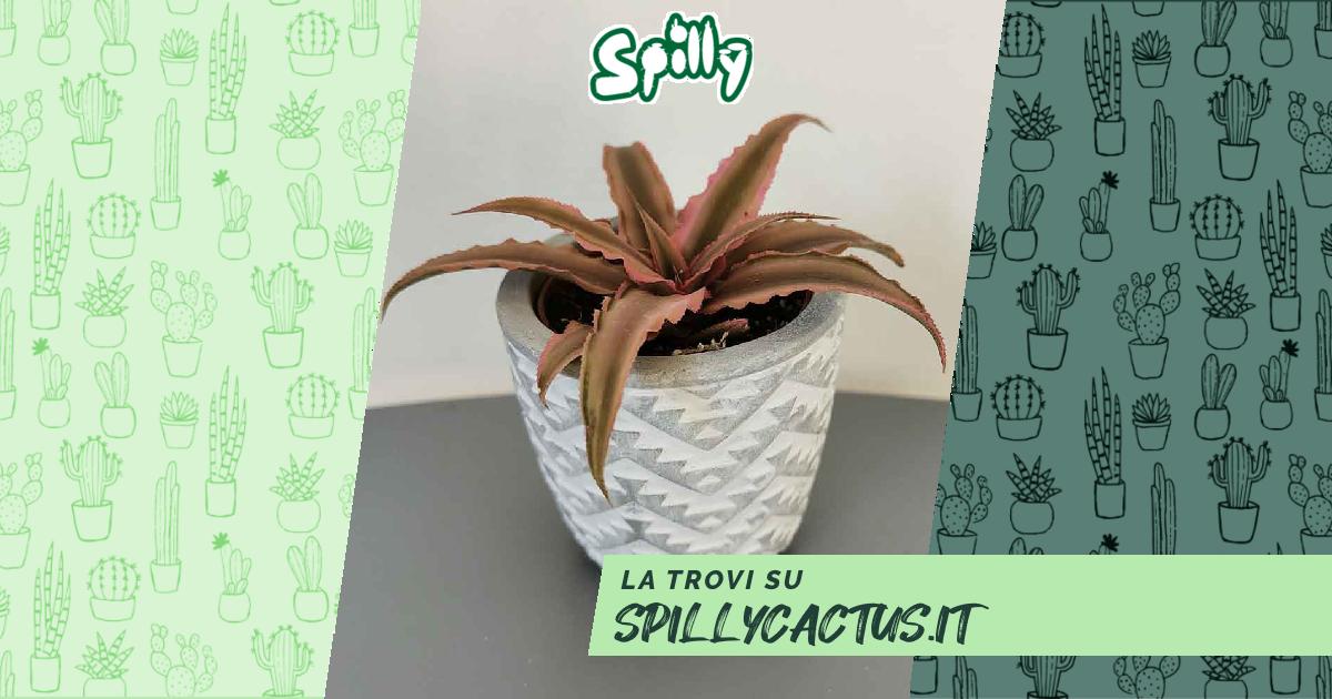 Cryptanthus Bivittatus Pink Starlight - piante succulente a domicilio