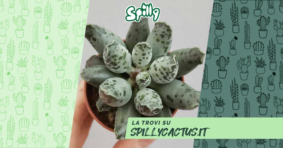 Adromischus festivus | vendita piante succulente piccole online