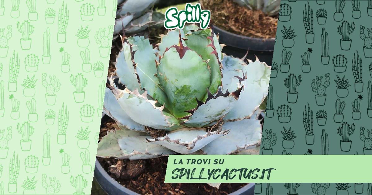 Agave titanota 'White Ice' | vendita piante succulente online