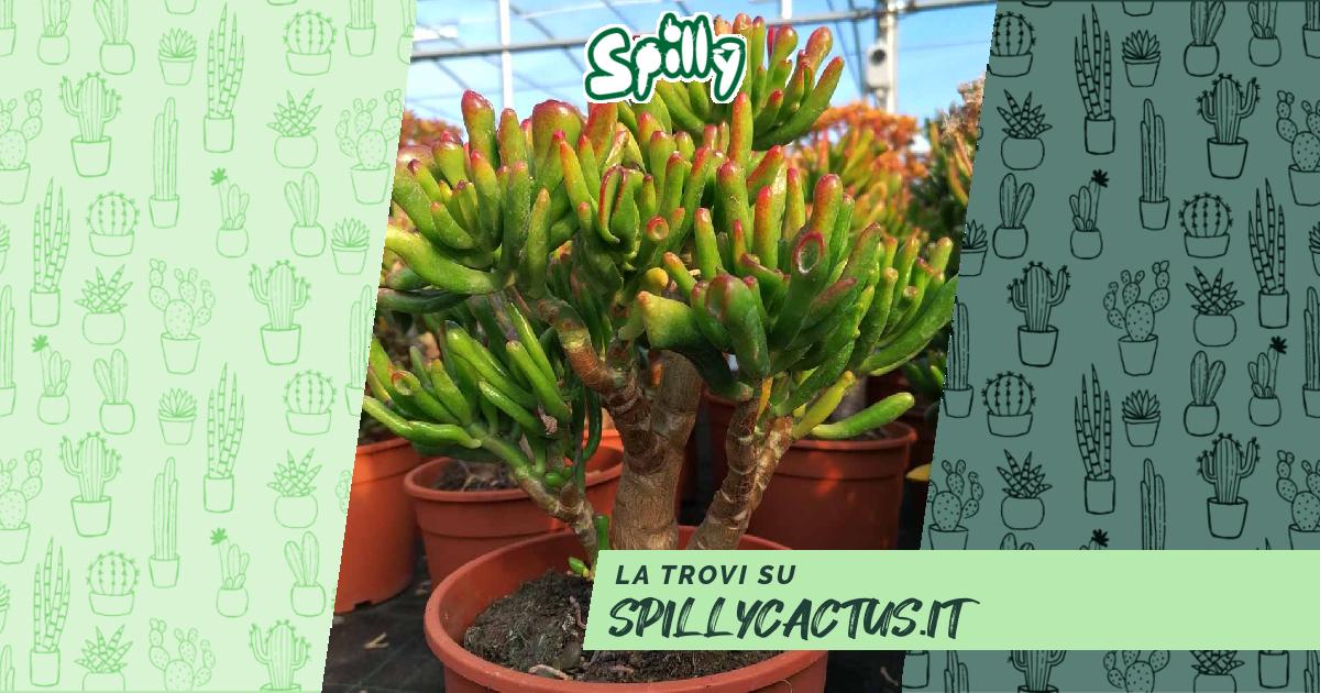 Crassula hobbit | vendita succulenti particolari online