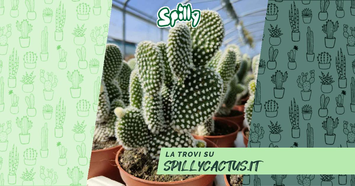 opuntia microdasys albata - il cactus bianco