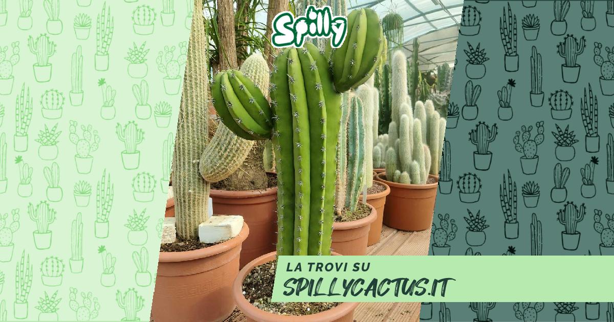 Polaskia chichipe | coltiva il famoso cactus con le braccia