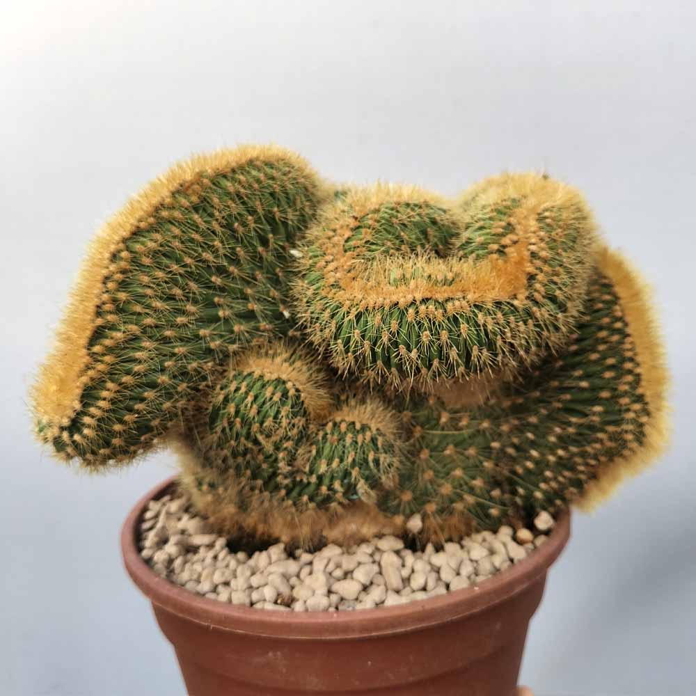 Vatricania guentheri crestata in vendita | Cactus raro e scultoreo