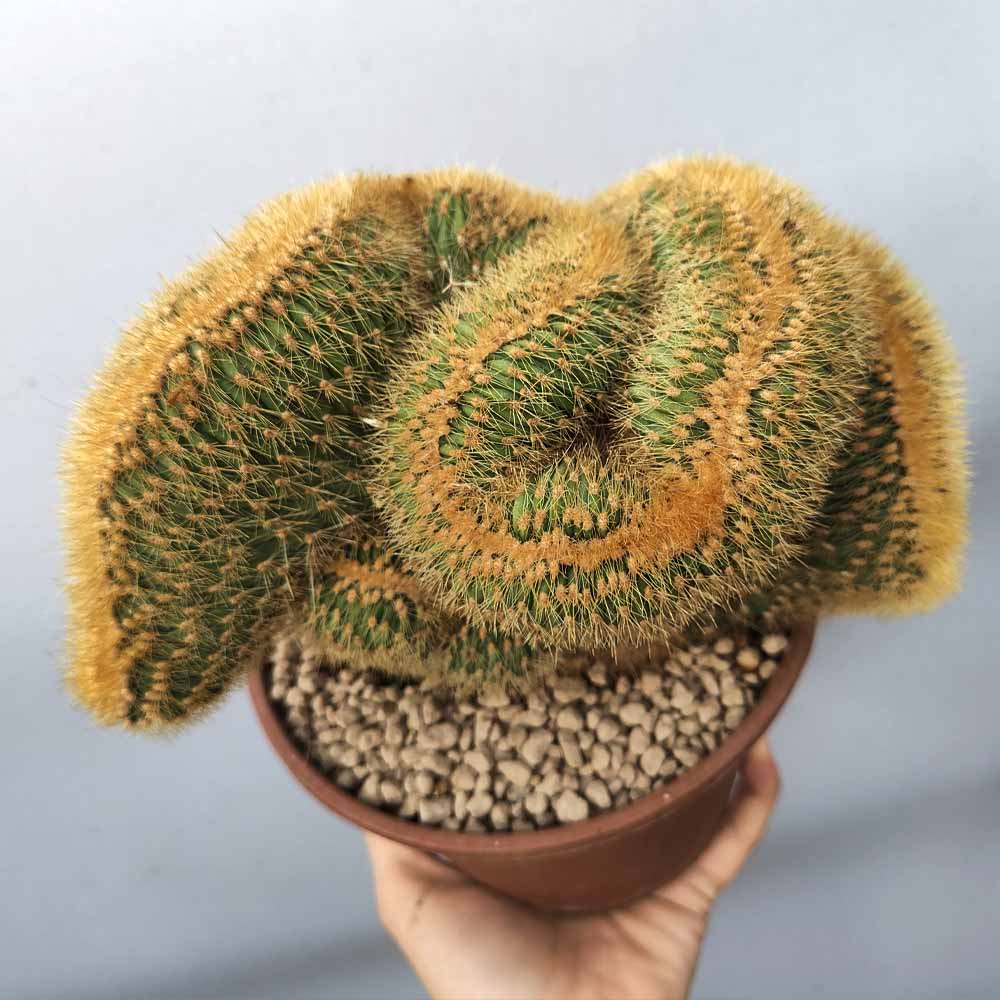 Vatricania guentheri crestata in vendita | Cactus raro e scultoreo
