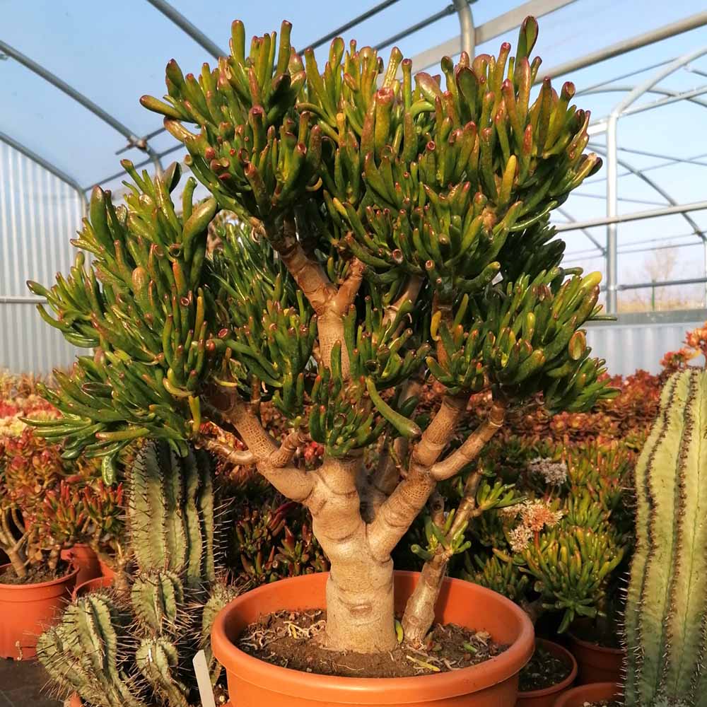 Crassula hobbit | vendita succulenti particolari online