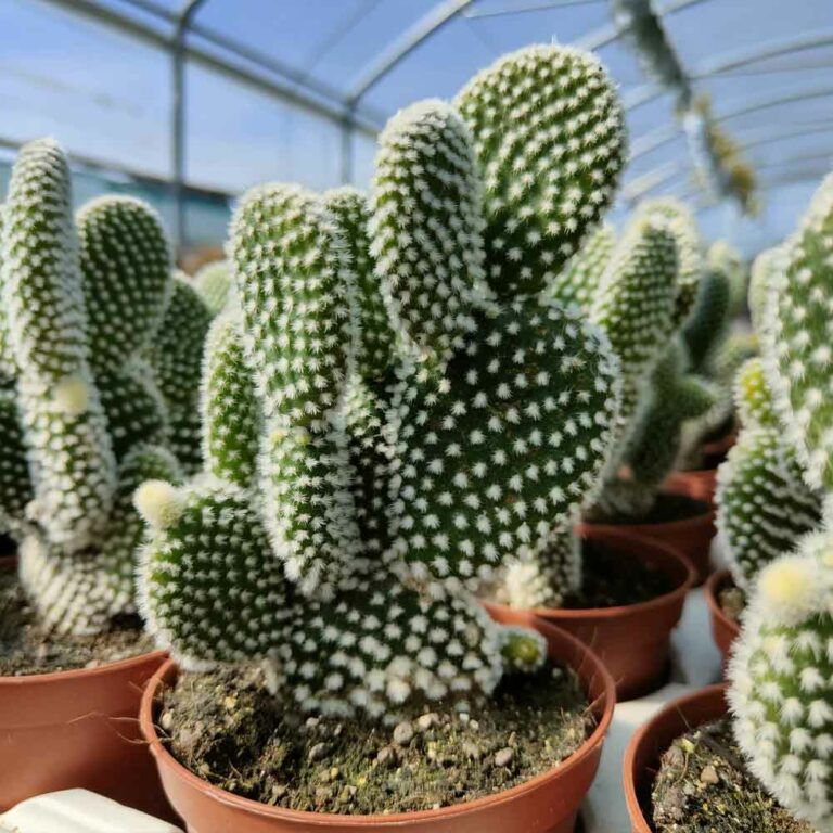 Pilosocereus gounellei | cactus colonnari da interno per la tua casa