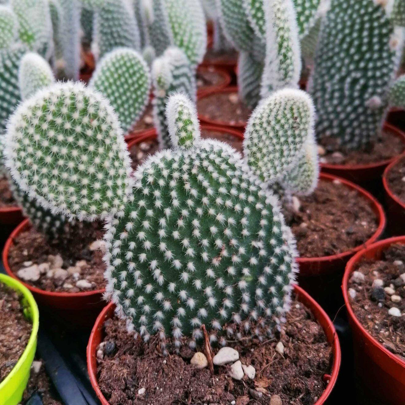 opuntia microdasys albata