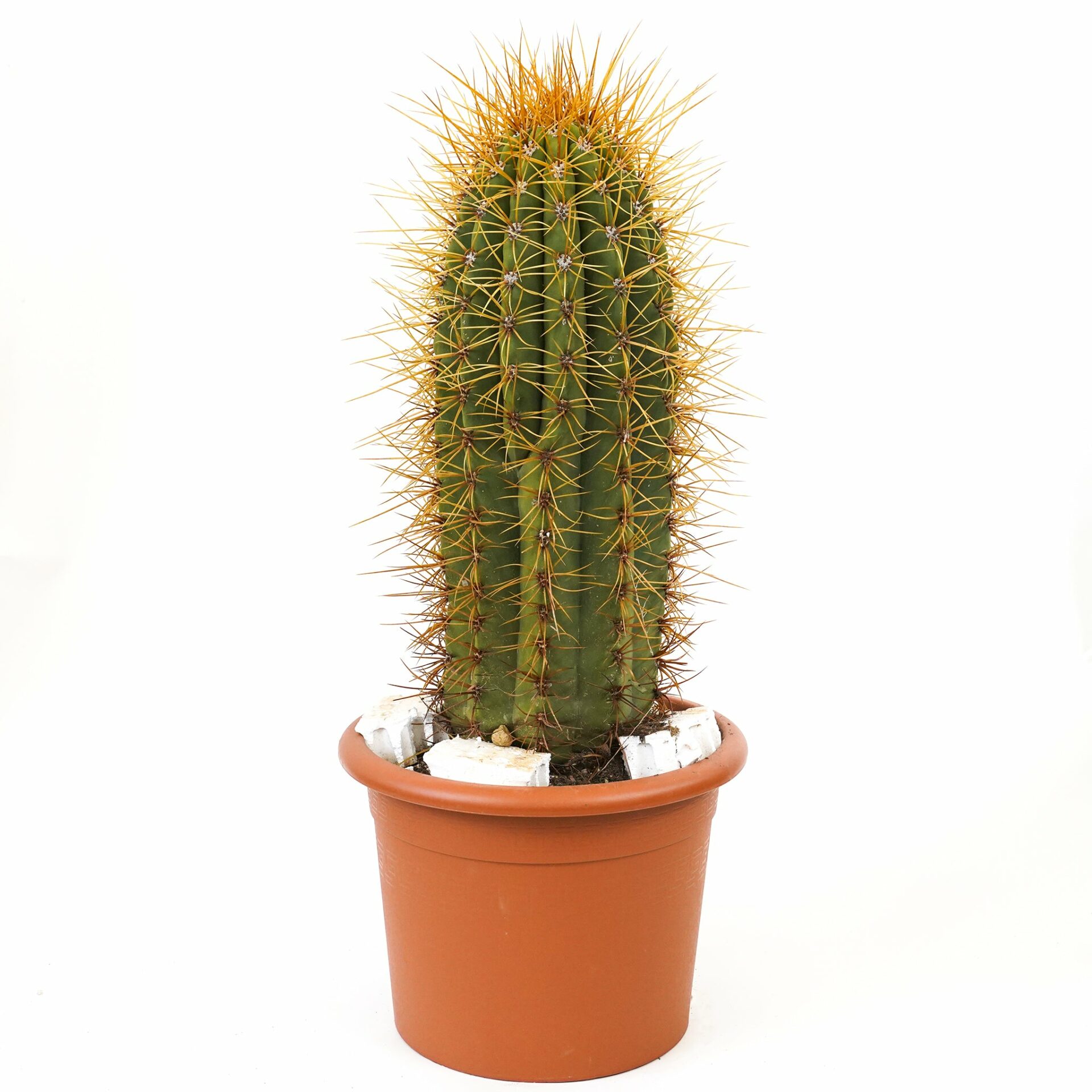 Trichocereus terscheckii
