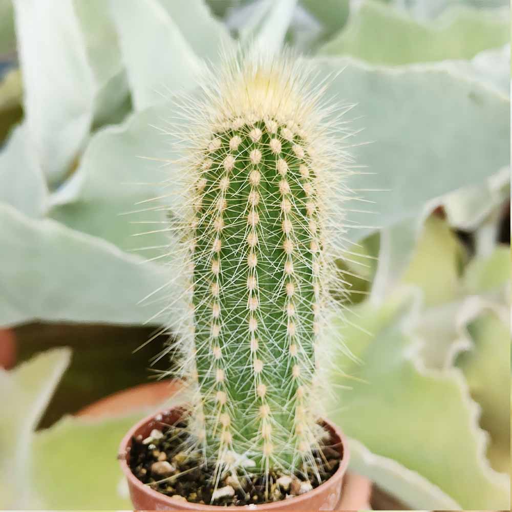 Vatricania guentheri - coltiva il cactus dal colbacco