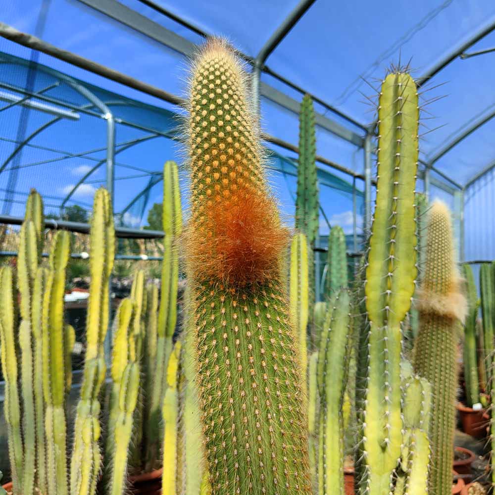 Vatricania guentheri
