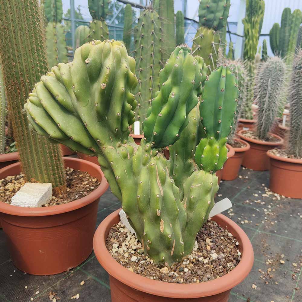 Cereus peruvianus crestato