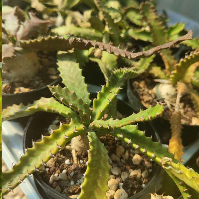 Ricerca - Cerchi una pianta grassa speciale? | Spilly Cactus