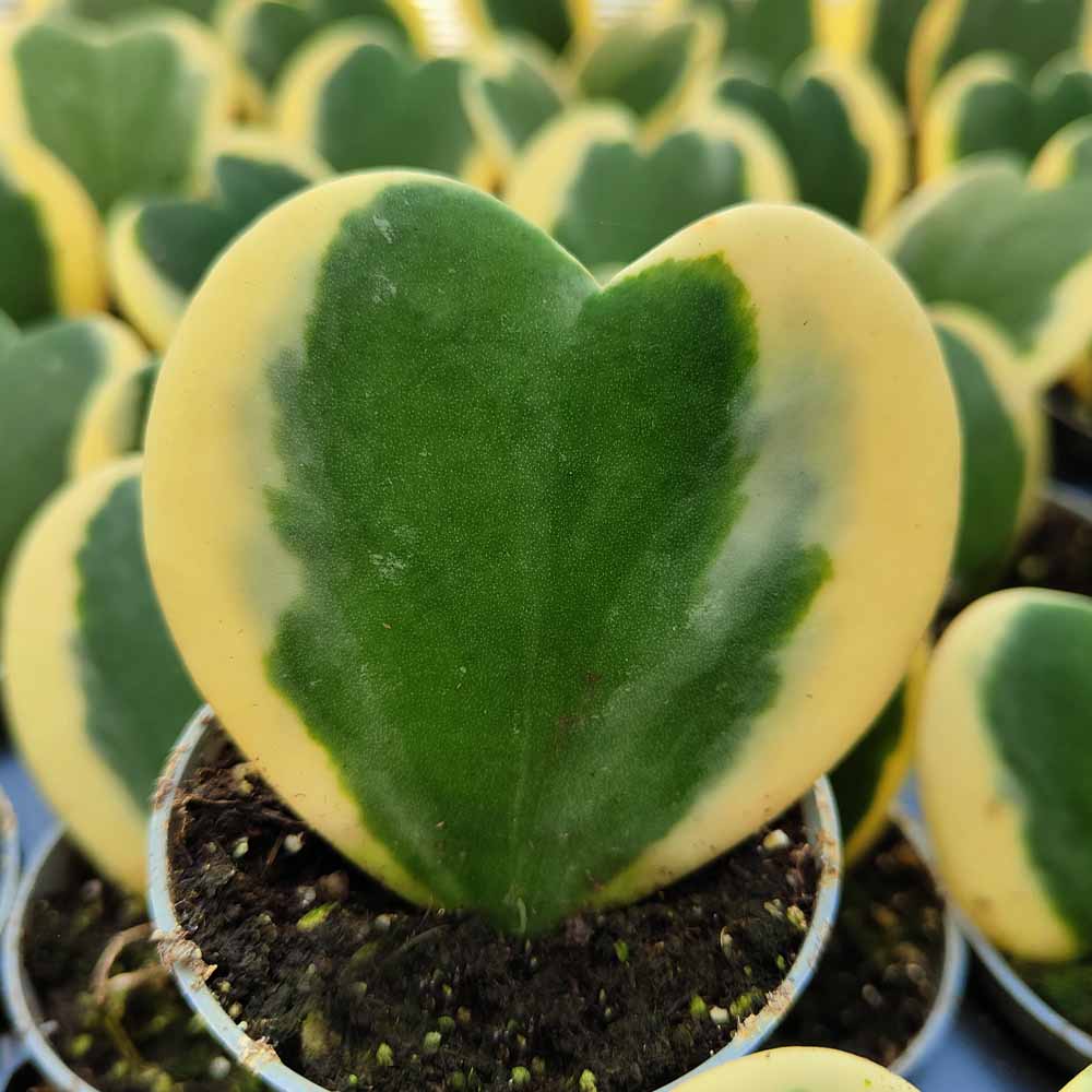 Hoya Kerrii Variegata Acquista La Pianta A Cuore Hoya Kerrii Variegata Acquista La Pianta A Cuore