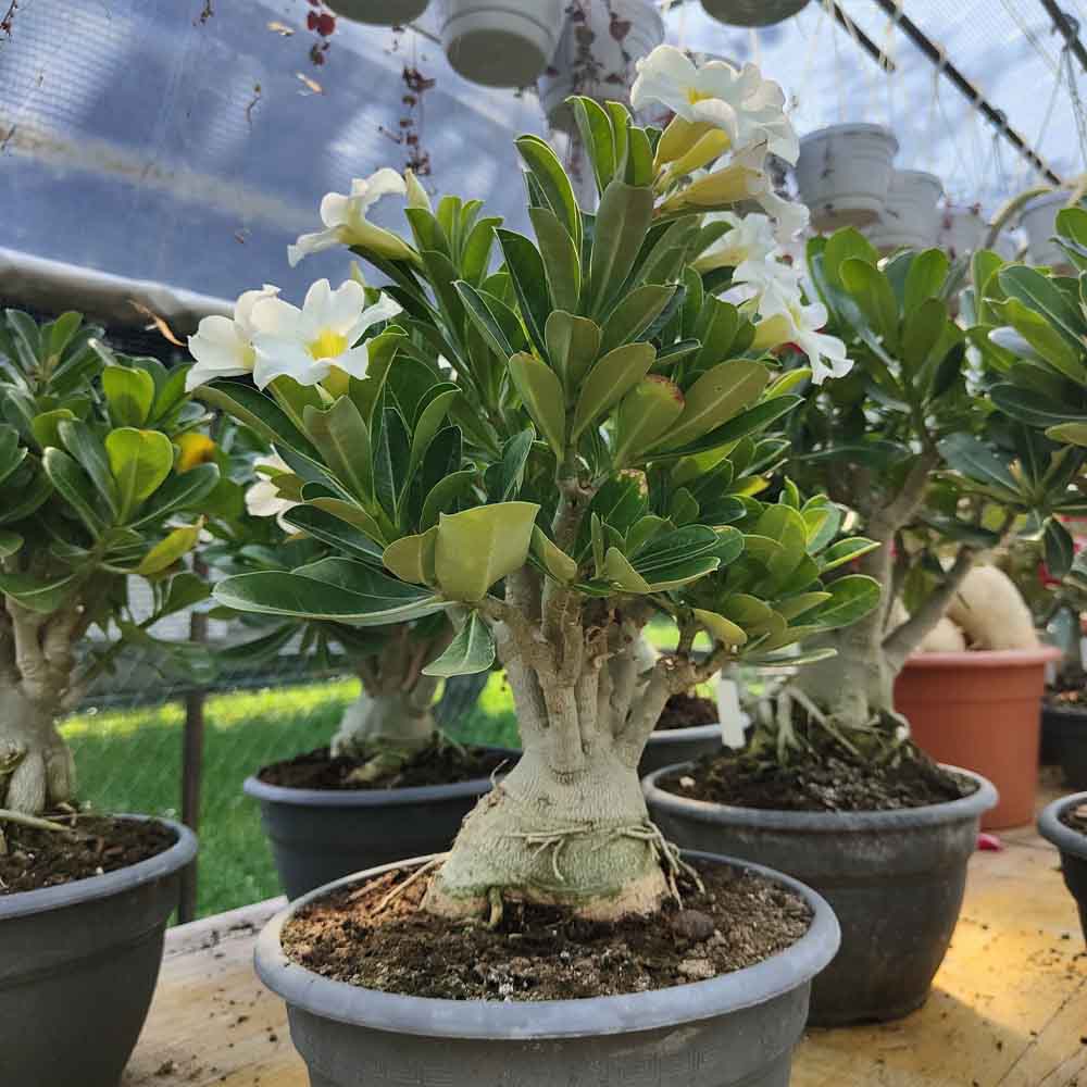 Adenium obesum (esemplare) - bonsai di piante succulente