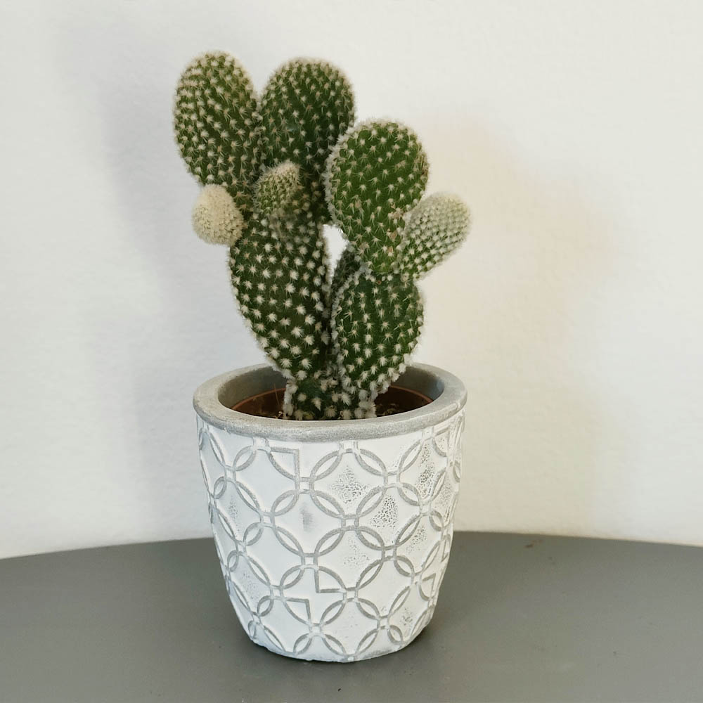 opuntia microdasys albata - il cactus bianco