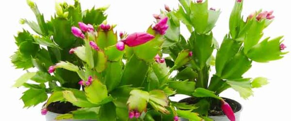 Schlumbergera: Cura e coltivazione del cactus di natale