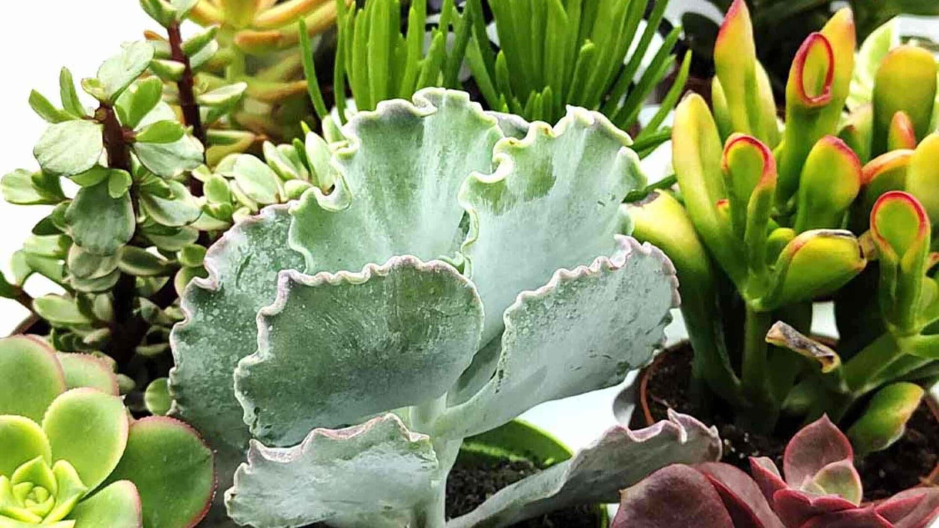 Regalare una pianta grassa a San Valentino: Consigli e Idee Regalo