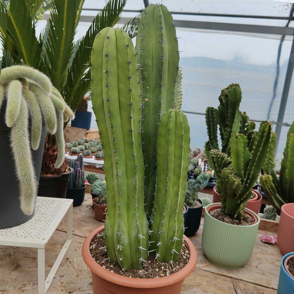 Polaskia chichipe | coltiva il famoso cactus con le braccia