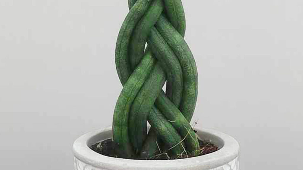 Sansevieria: segreti e cura della pianta “lingua di suocera”