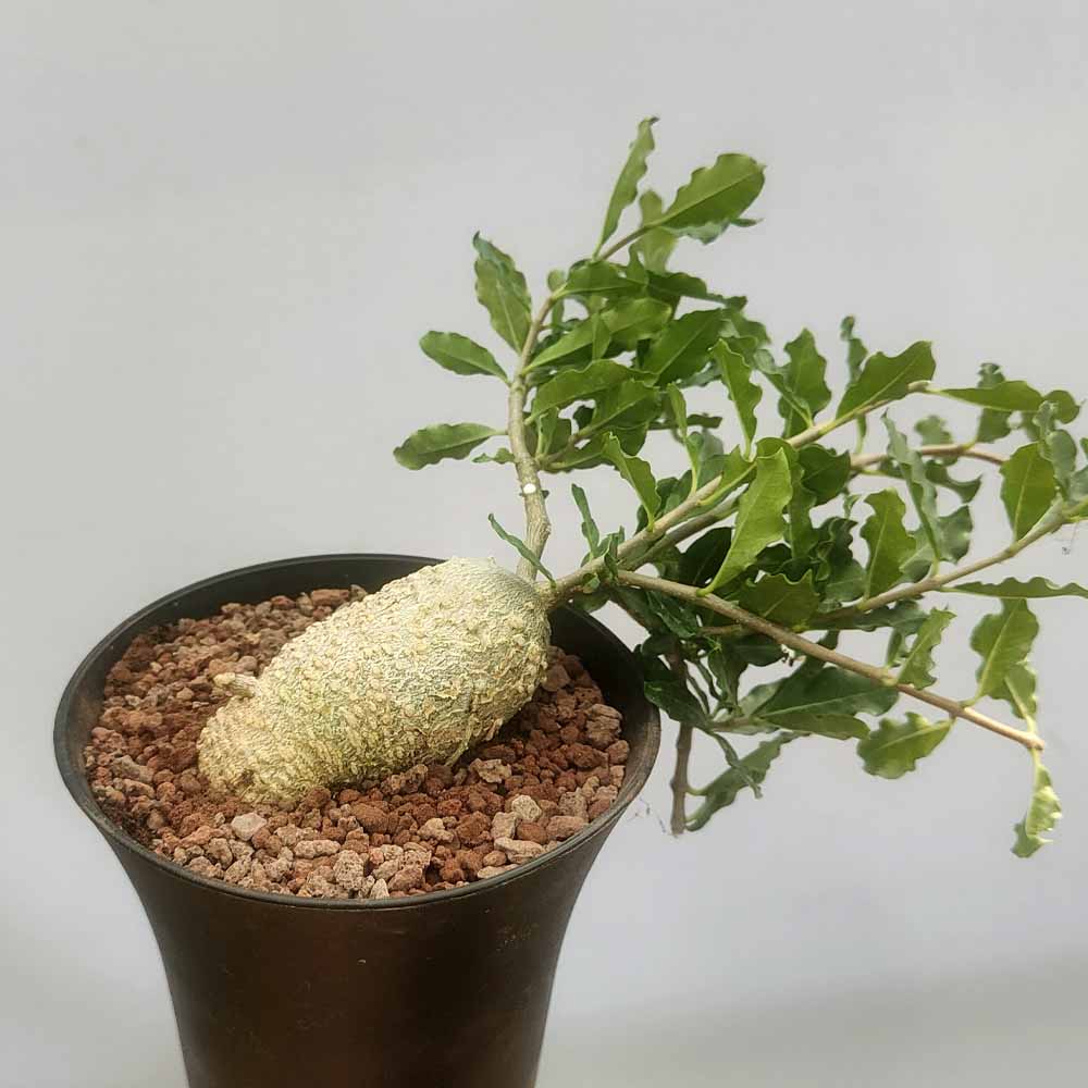 Fockea edulis | vendita piante grasse online