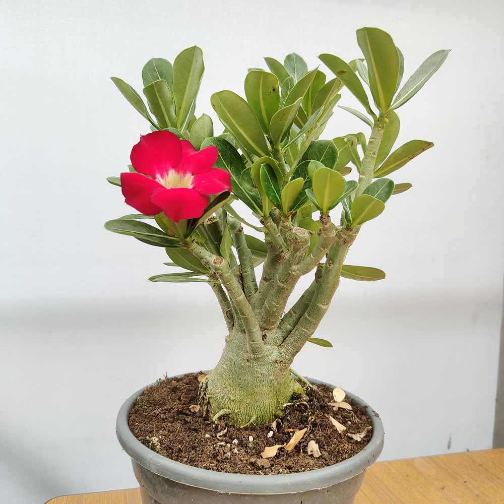 Adenium obesum (esemplare) - acquista online