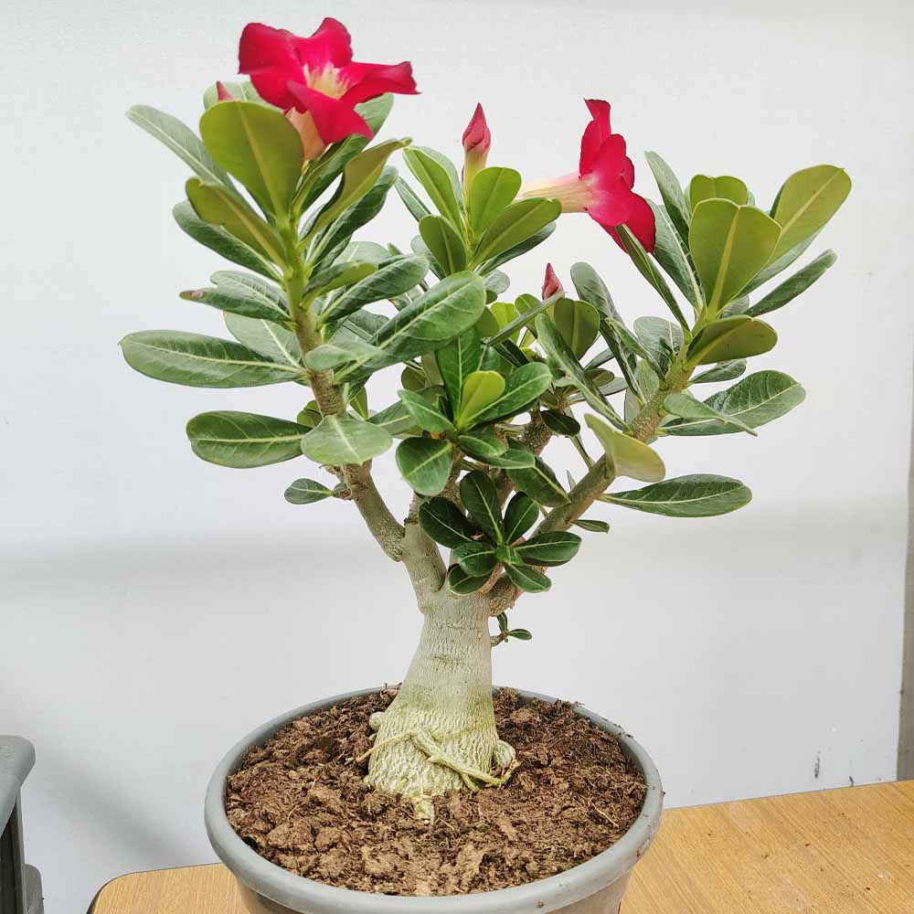 Adenium obesum (esemplare) - acquista online